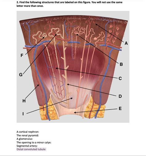 Solved Identify the structures labeled A E Text نن ذ ن ة Chegg