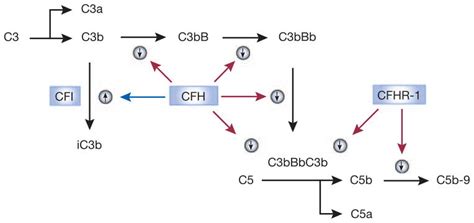 Excessive Activation Of The Complement System In Atypical Hemolytic