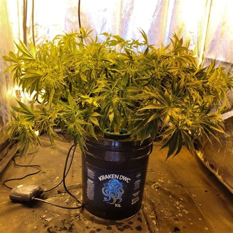 Kraken Dwc 10l Sistema De Hidroponia Skill Grower