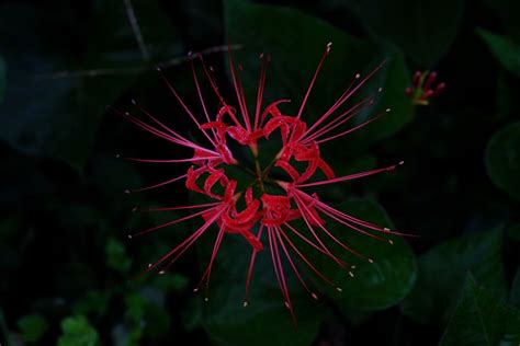 HANABI GANREF