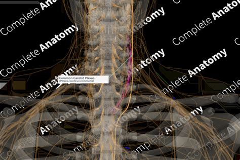 Common Carotid Plexus Left Complete Anatomy