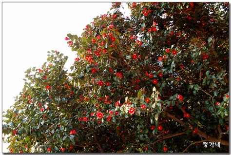 여수 돌산도 향일암