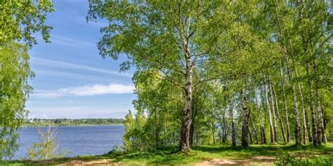 8 Trees With Peeling Bark You Should Know About GFL Outdoors