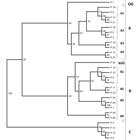 A Dendrogram Upgma Constructed Using Distance Matrix After Allowing Download Scientific