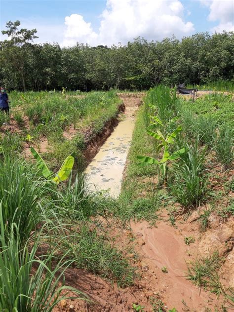 Photo Gallery ชาวท่าตะเกียบยึดแนวทางโคกหนองนาโมเดล ปลูกสมุนไพรไล่ช้างป่า