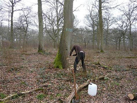 Sawdust In My Socks Tree Felling With An Axe And Chain Saw Milling