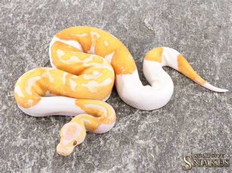 Black Head Ball Python Traits Morphpedia Black Head Ball Python Traits Morphpedia