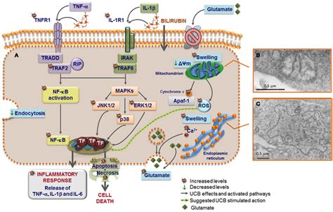 Model Of Astrocytic Reactivity To Unconjugated Bilirubin Ucb Download Scientific Diagram