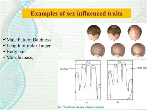 Sexinfluence Sex Linked And Sex Limitedtraits PDF