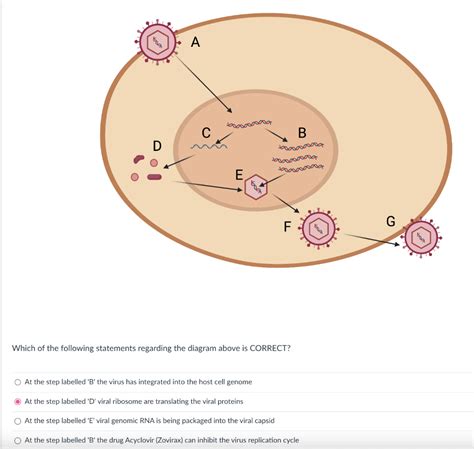 Solved The Diagram Below Depicts An Outline Of The Hsv 2