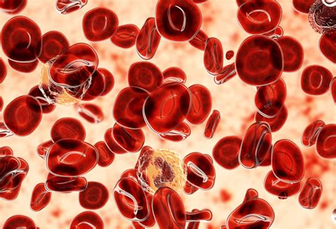 Polycythemia Vera A Researcher S View Longer Life Foundation