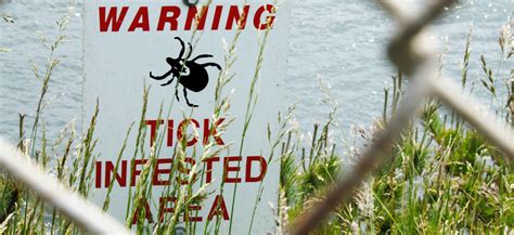 Lyme Disease Signs Symptoms And How To ‘stay Safe Zoomdoc Health