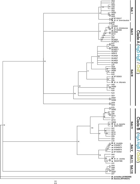 Bayesian Phylogenetic Tree Constructed Based On Captive MtDNA Download Scientific Diagram