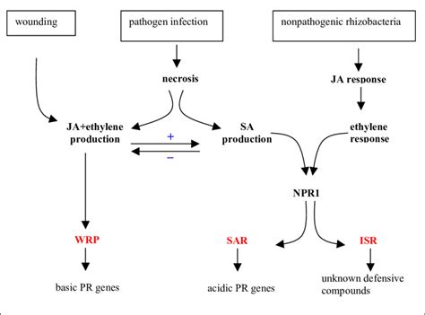 1 Distinct Systemic Signalling Pathways That Can Be Induced In Plants Download Scientific