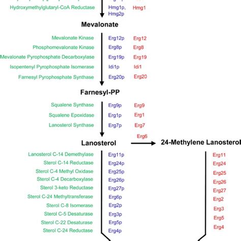 Outline Of The Biosynthesis And Regulation Of Ergosterol In Yeast