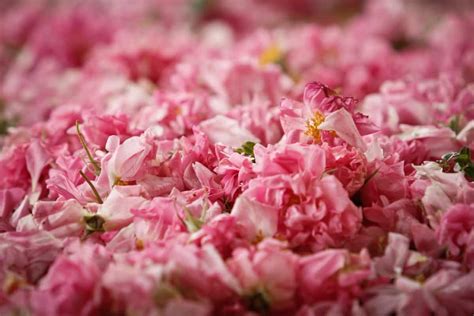 قیمت گل محمدی خشک عمده آراد برندینگ