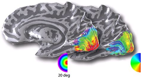 Primary Visual Cortex Introduction To Neuroscience