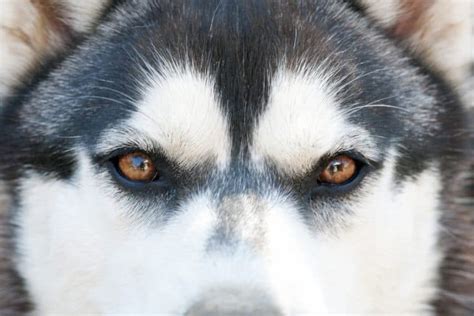 Husky Eye Colors All Eye Colors Explained With Pictures