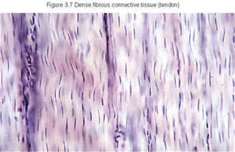 Bio 121 Histology Practical Flashcards Quizlet