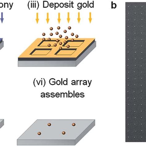 A A Schematic Of The Dynamic Templating Process Used To Assemble