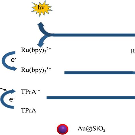 Ecl Diagram Corresponding To Different Pb²⁺ Concentrations A Linear Download Scientific