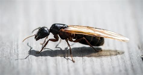 Termites Vs Flying Ants Know The Difference Moyer