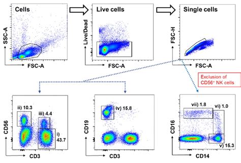 1 Gating Strategy For Identification Of The Major Subsets In Human