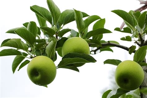 유토이미지 녹색사과나무