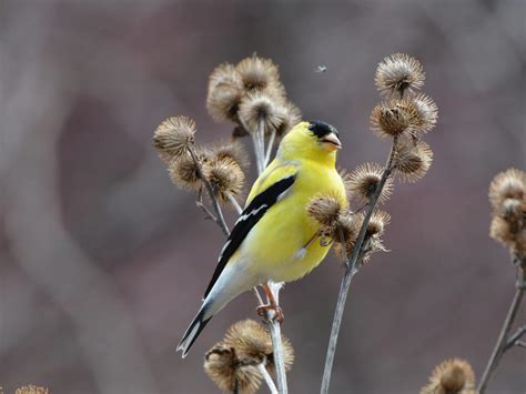 Do American Goldfinches Migrate Birdfact