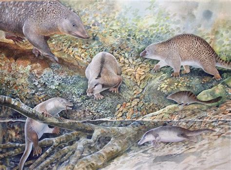Ancient Species Represents Bridge Between Echidna And Platypus Discover Magazine