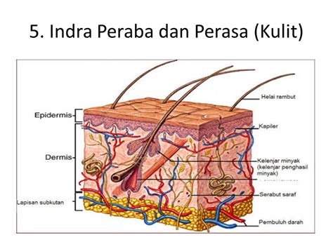 Gambar Indra Peraba 52 Koleksi Gambar
