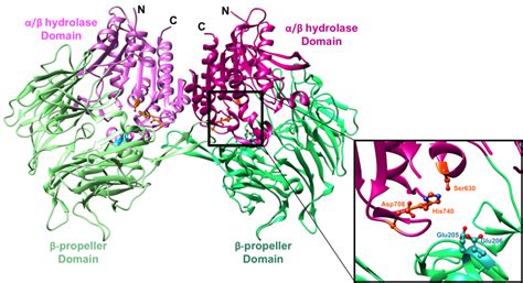 Pdb 101 Global Health Diabetes Mellitus Drugs Dpp4 Inhibitor Dpp4