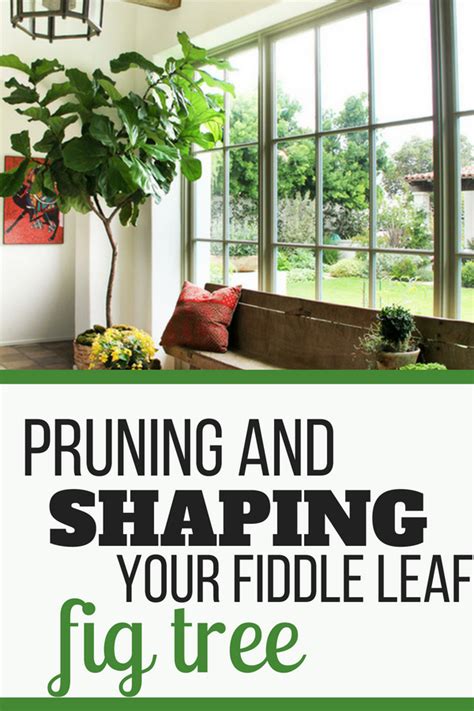 Pruning And Shaping Your Fiddle Leaf Fig Plant To Keep It Healthy Artofit