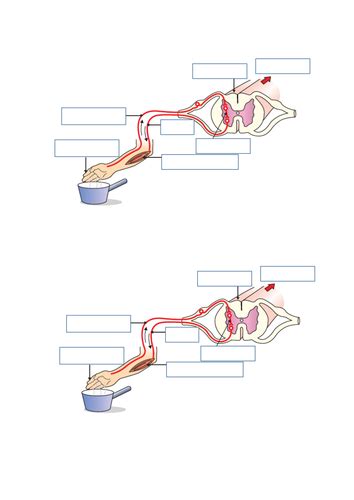 New Gcse Aqa B10 The Human Nervous System Teaching Resources