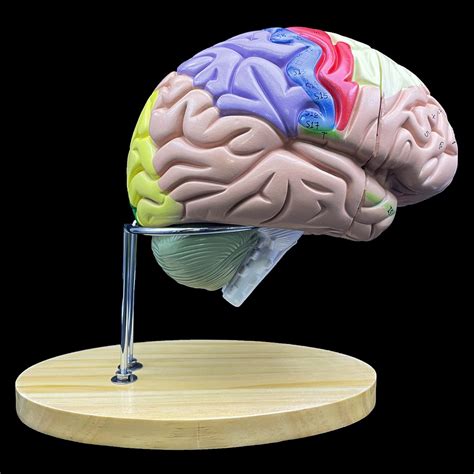 Buy 2x D Human Brain Model Anatomically Accurate Brain Model Human Brain Anatomy For Science