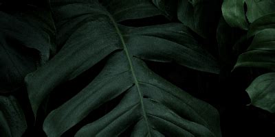 Tree Identification Workshop Tickets Sat Sep At AM Eventbrite