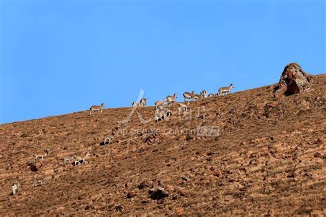 甘肃张掖祁连山成野生动物乐园 人民图片网