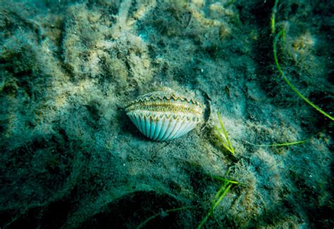 Determination Of Shio Application Programming Using Visual Basic 60