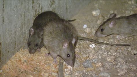 Rats Exploding In Downtown San Diego Residents Say