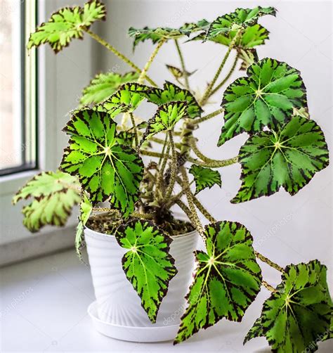 Beautiful Begonia In White Flowerpot On Windowsill Genus Of Perennial Flowering Plants In The