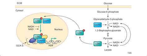 Gapd And Ldh As Transcriptional Regulators Both Gapd And Ldh Are Download Scientific Diagram