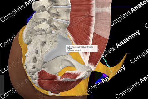 Subcutaneous Tissue Pubis Right Complete Anatomy