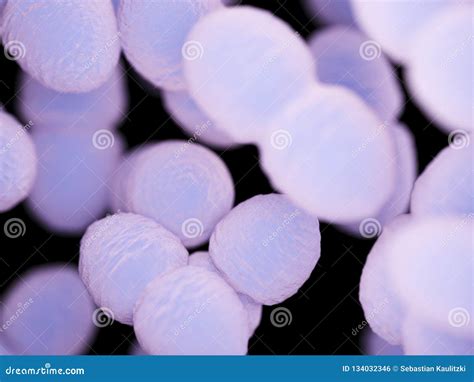 Enterococcus Bacteria Medically Accurate 3d Illustration 154056066