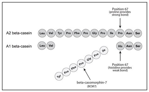Casein Yana Notes