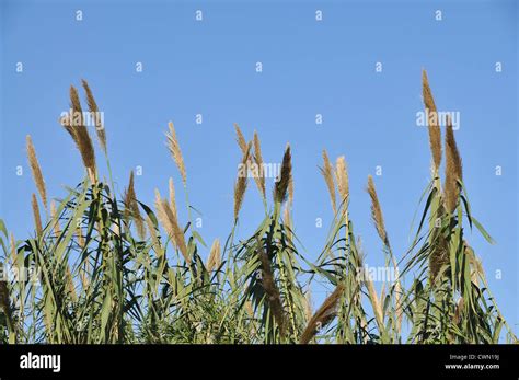 Flowering Giant Reed Arundo Donax Field La Albufera Valencian