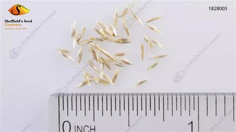 Deschampsia Cespitosa Grassherbaceous Plantsornamental Grassweb
