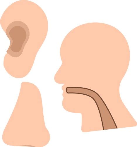Ear Nose Throat Vector Images And Graphics For Commercial Use Vectorstock