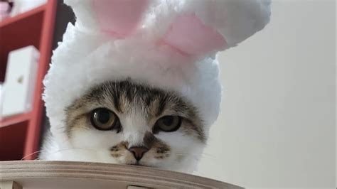 토끼고양이토냥이 고양이 브이로그 Youtube