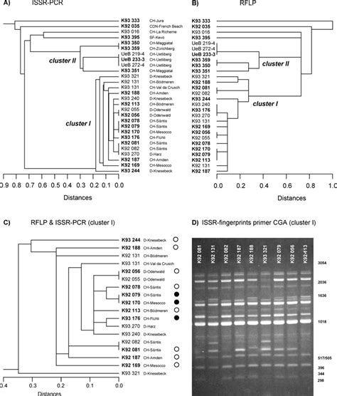 Issr Pcr And Single Copy Rflp Analysis Of 28 Dse Strains Of Collection Download Scientific