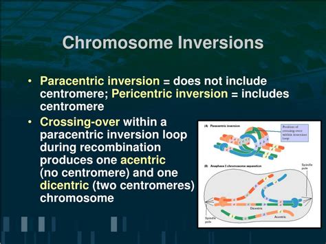 Ppt Human Karyotypes And Chromosome Behavior Powerpoint Presentation